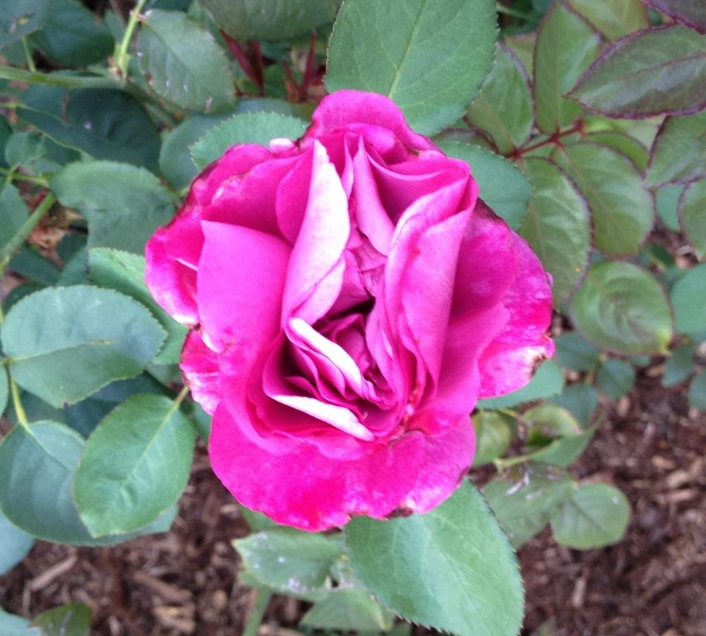 September Rose Candids in the Roses forum - Garden.org