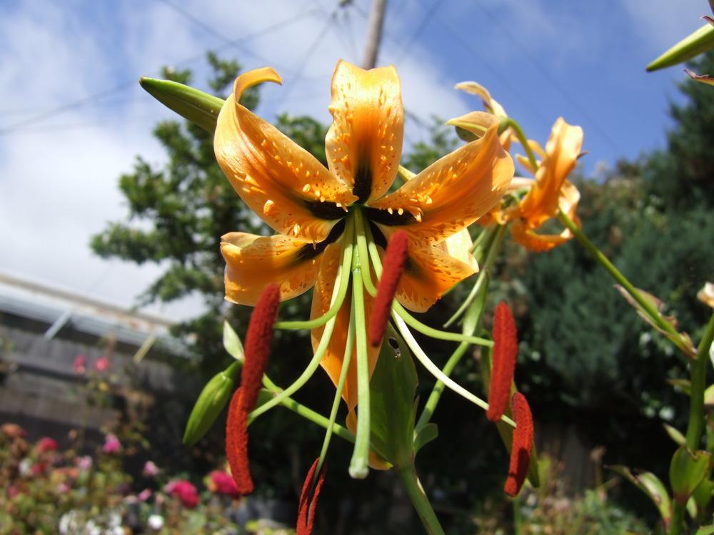 Rosthorn's Lily (Lilium rosthornii) in the Lilies Database - Garden.org