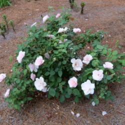 Rose (Rosa 'Souvenir de St. Anne's') in the Roses Database - Garden.org