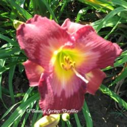 Daylily (Hemerocallis 'Semiramide') in the Daylilies Database - Garden.org