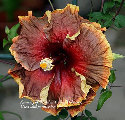 Photo of the bloom of Tropical Hibiscus (Hibiscus rosa-sinensis 'Voodoo ...