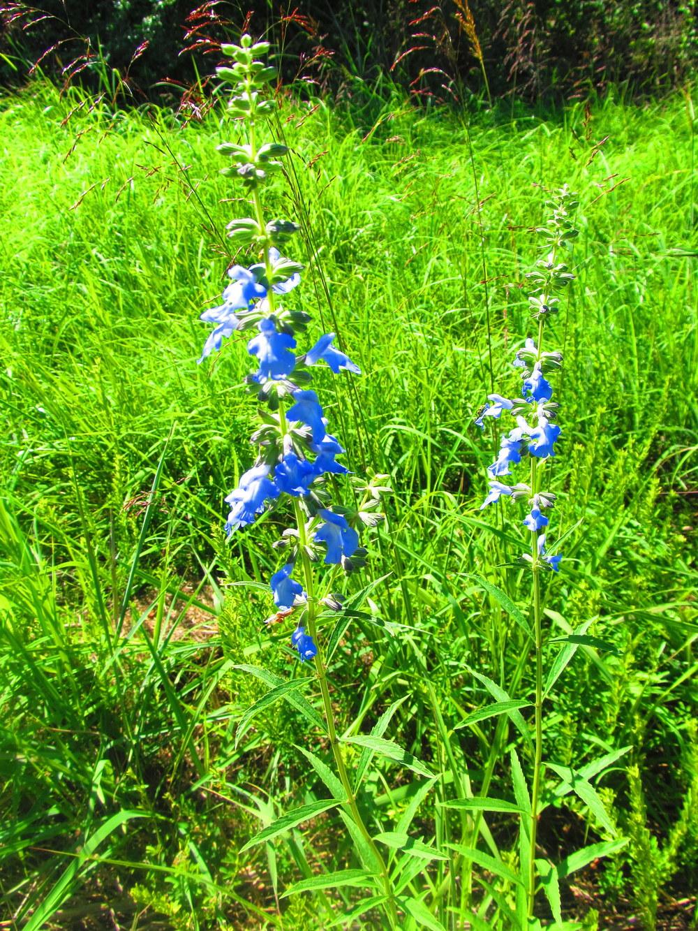 Photo of the entire plant of Blue Sage (Salvia azurea) posted by jmorth ...
