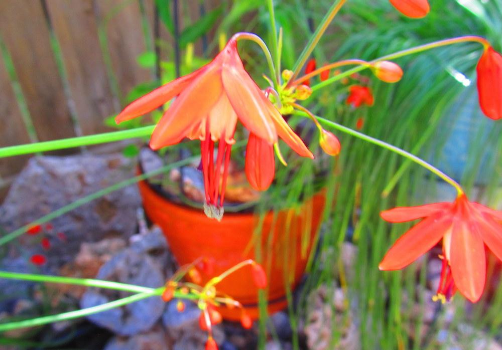 Photo of the bloom of Coral Drops (Bessera elegans) posted by jmorth ...