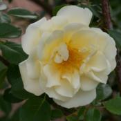 Photo of the bloom of Rose (Rosa 'Silver Moon') posted by Calif_Sue ...