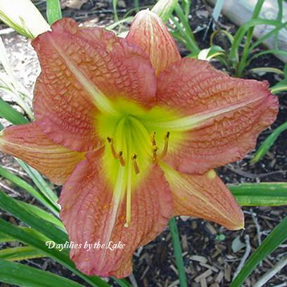 Daylily (Hemerocallis 'Pucker Power') in the Daylilies Database ...