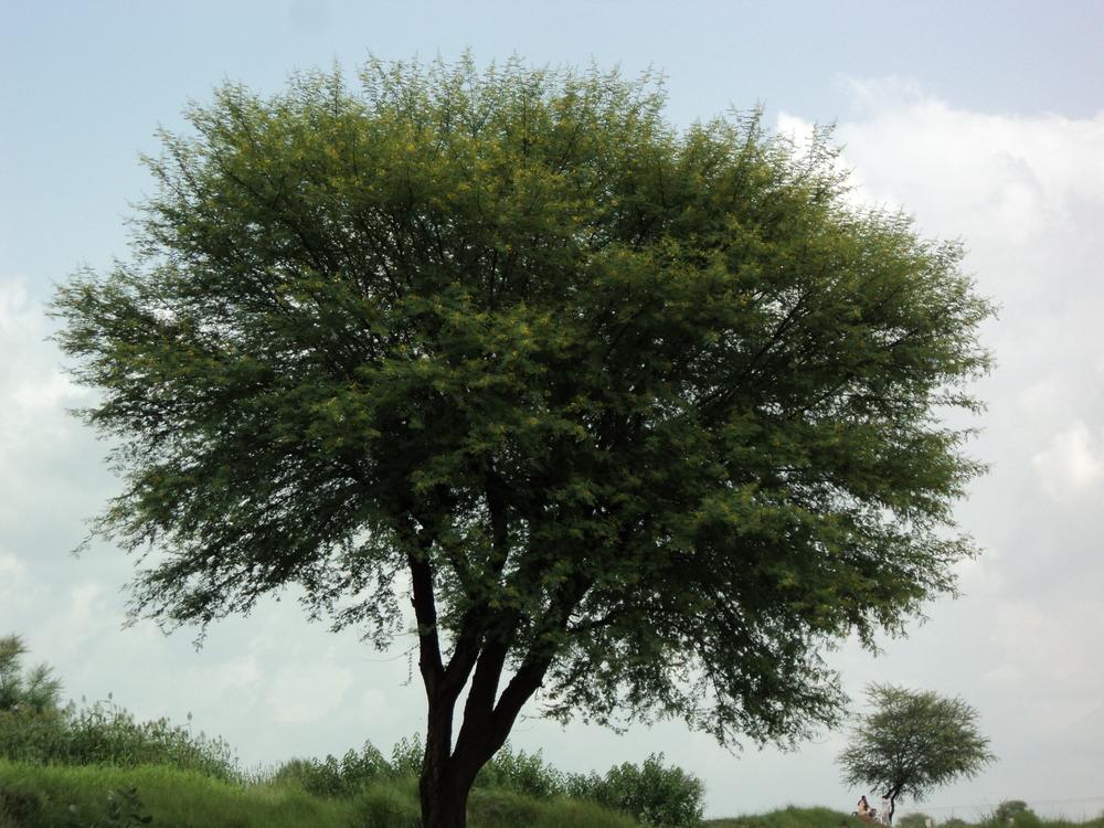 Photo of the entire plant of Kikar (Vachellia nilotica subsp. indica ...