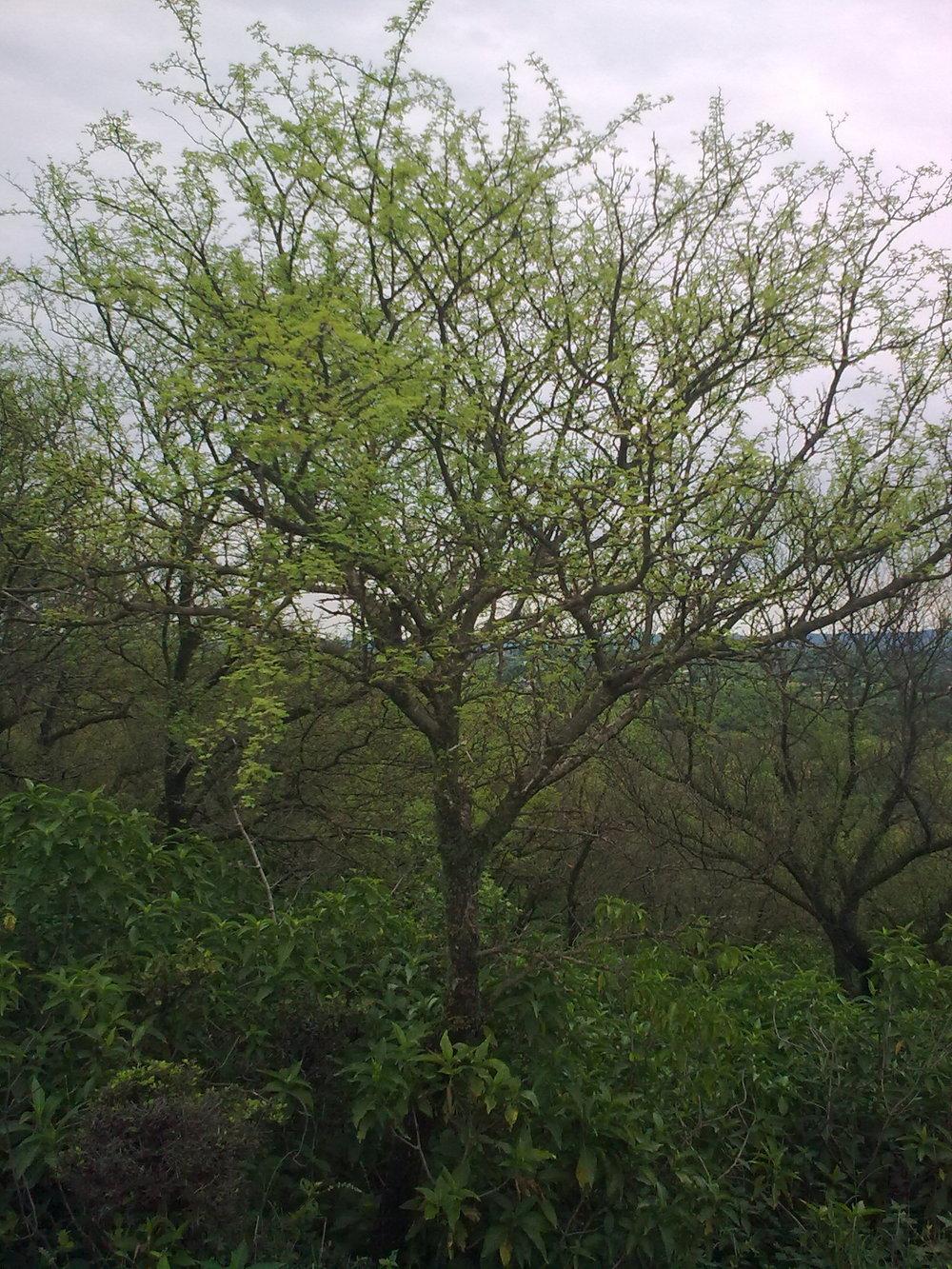 Photo of the entire plant of Phullai (Acacia modesta) posted by KAMasud ...