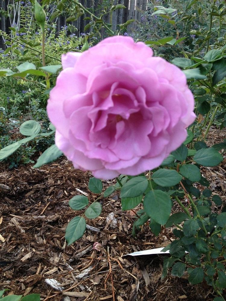 September Rose Candids in the Roses forum - Garden.org