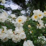 Photo of the bloom of Rose (Rosa 'Silver Moon') posted by Calif_Sue ...