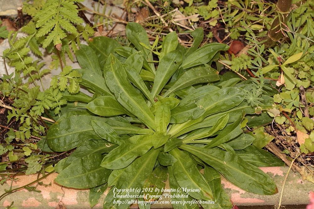 Photo of the leaves of Ragged Robin (Silene flos-cuculi) posted by ...