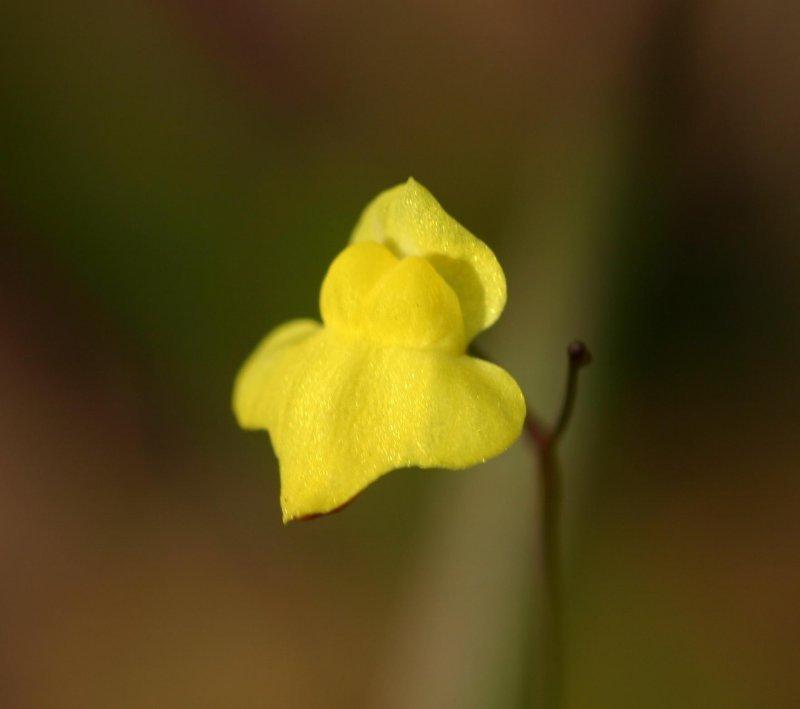 Florida's Yellow Bladderwort (Utricularia floridana) - Garden.org