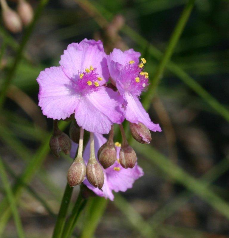 Florida Scrub Roseling (Callisia ornata) - Garden.org