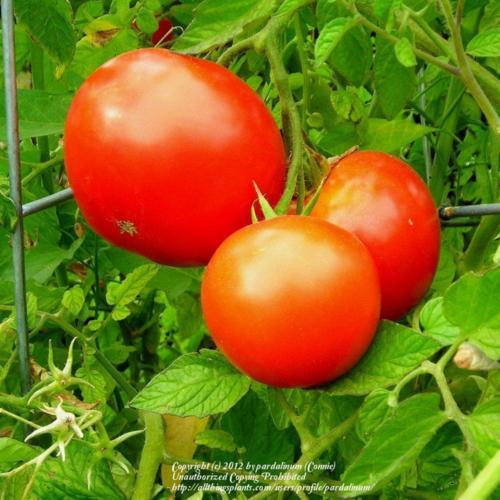 Tomato (Solanum lycopersicum 'Park's Whopper Cr Improved') in the ...