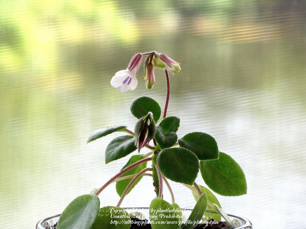 Photo of the entire plant of Chirita (Metapetrocosmea tamiana) posted ...