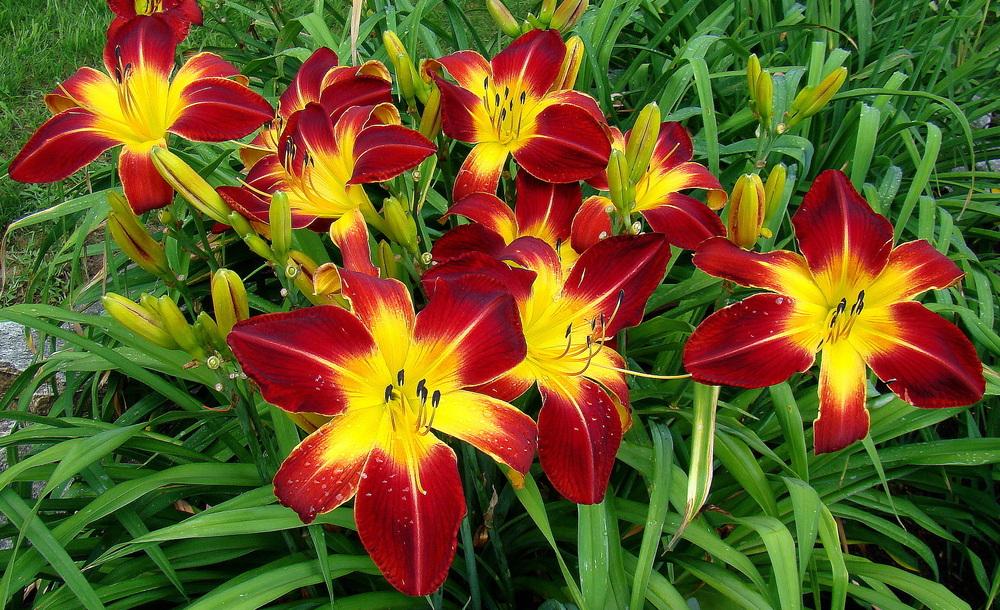 Photo of the bloom of Daylily (Hemerocallis 'Ruby Spider') posted by ...