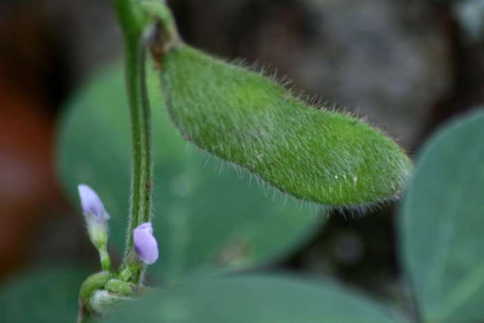 Photo of the seed pods or heads of Beggar Lice (Desmodium perplexum ...