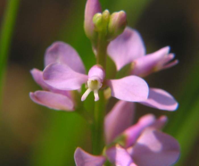 Purple Milkwort (Polygala polygama) - Garden.org