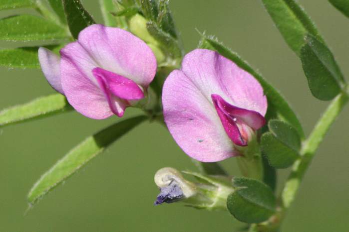 Photo of the seed pods or heads of Garden Vetch (Vicia sativa subsp ...