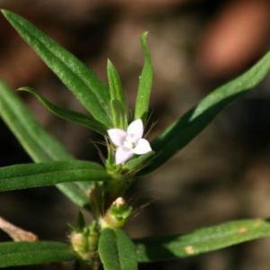 Poor Joe (Diodia teres) - Garden.org