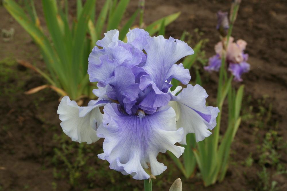 Photo of the bloom of Tall Bearded Iris (Iris 'Raging Tide') posted by ...