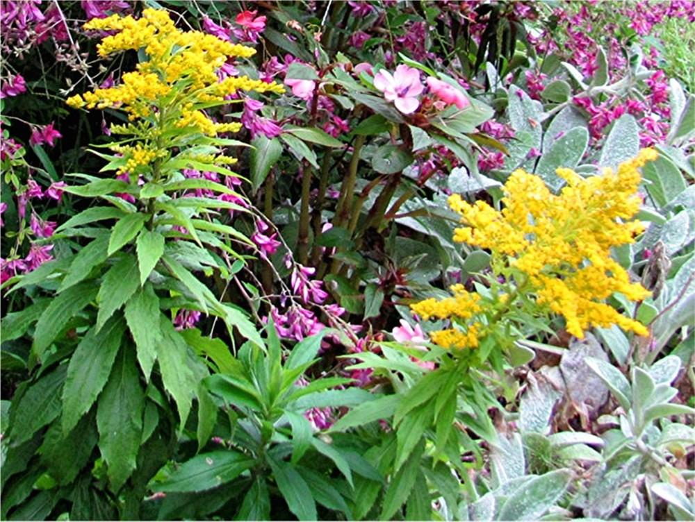 Goldenrod (Solidago Peter Pan) in the Goldenrods Database - Garden.org