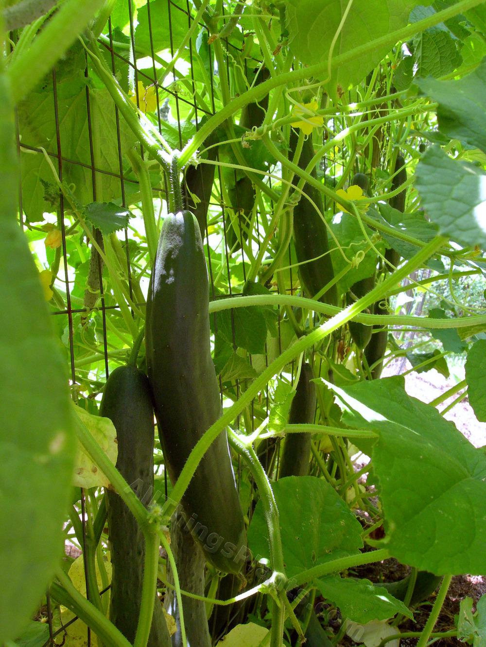 Cucumbers: Plant Care and Collection of Varieties - Garden.org