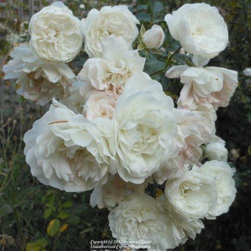 Rose (Rosa 'Sea Foam') in the Roses Database - Garden.org