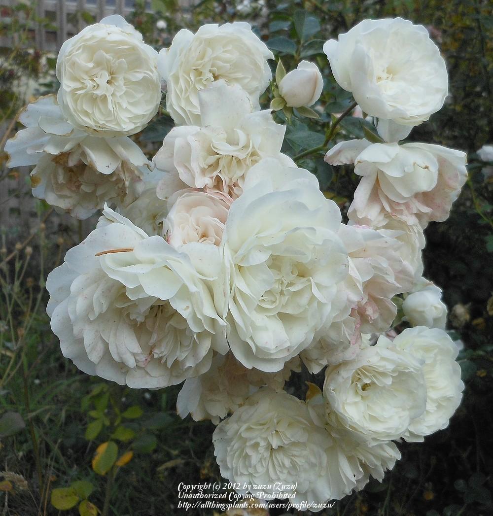 Rose (Rosa 'Sea Foam') in the Roses Database - Garden.org