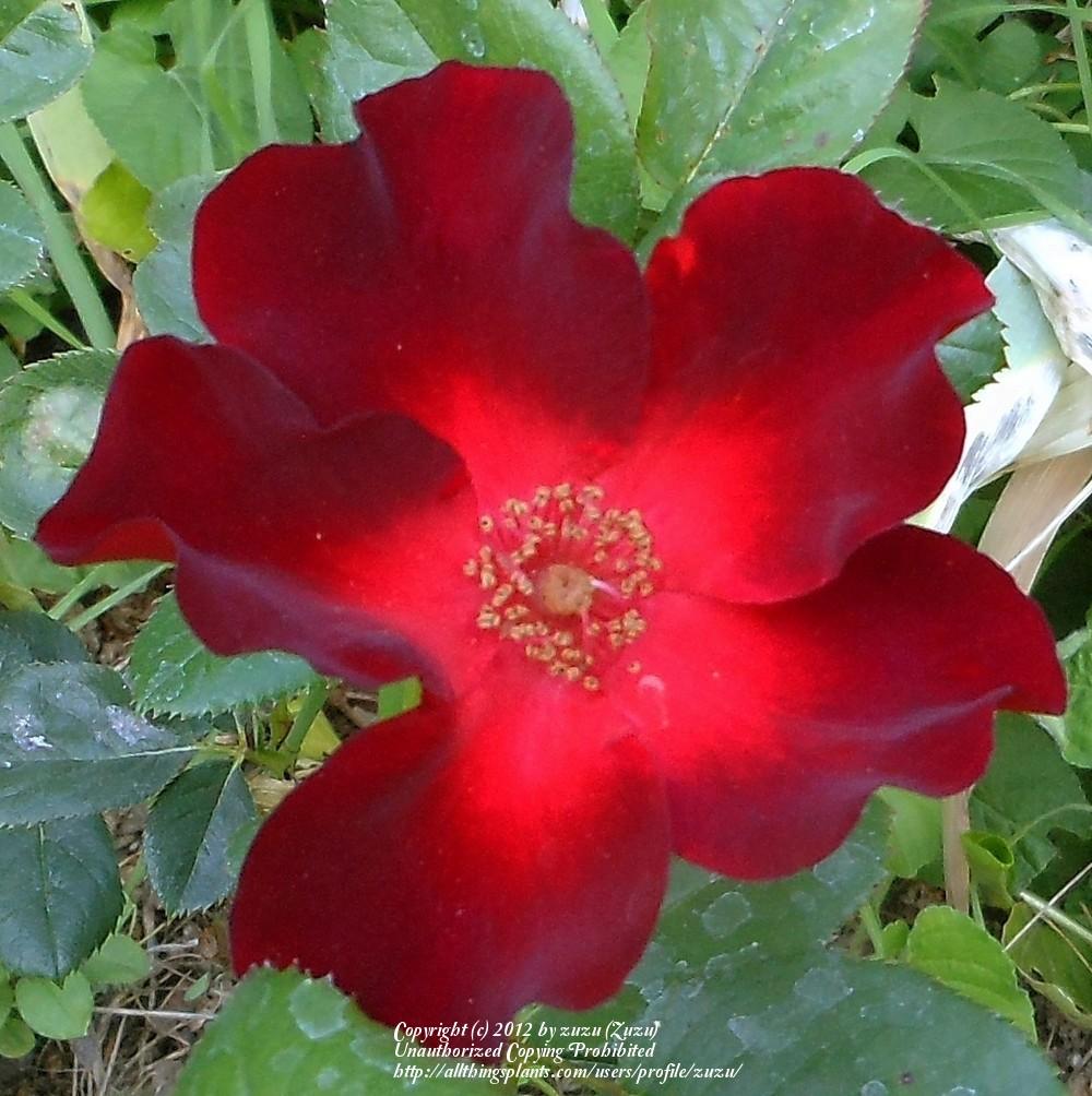 Photo of the bloom of Rose (Rosa 'Paul Ecke, Jr.') posted by zuzu ...