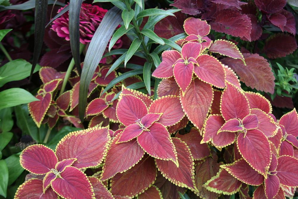Coleus (Coleus scutellarioides 'Fire Dragon') in the Coleus Database ...