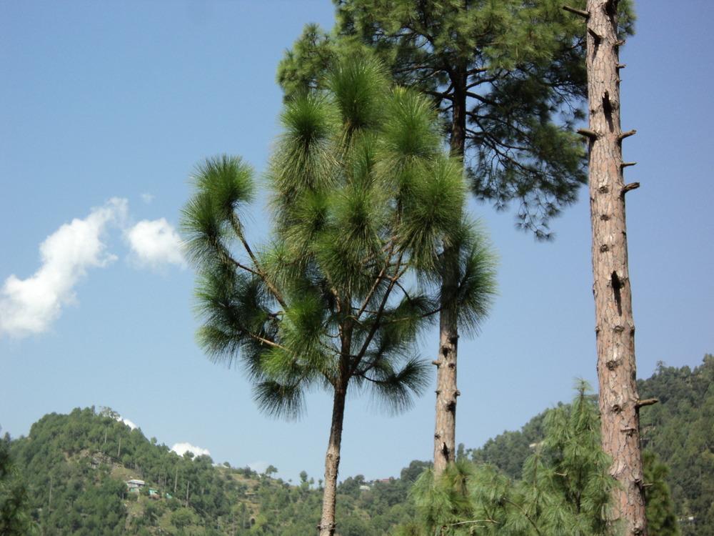 Photo of the entire plant of Chir Pine (Pinus roxburghii) posted by ...