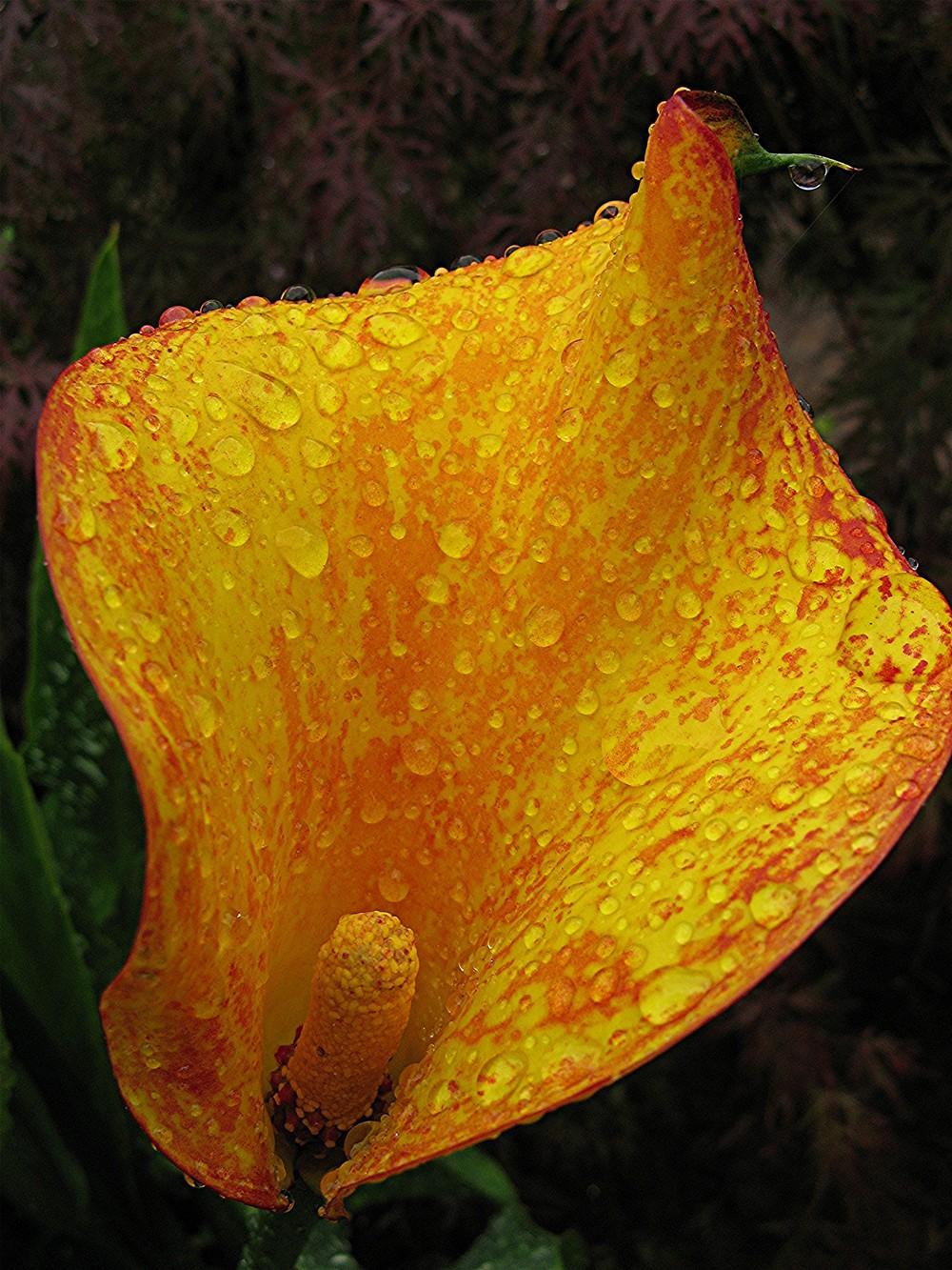 Calla Lily (Zantedeschia 'Flame') in the Callas Database - Garden.org