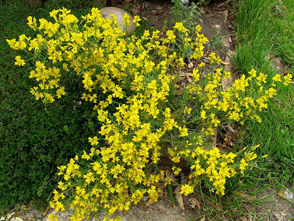 Photo of the entire plant of Lydian Broom (Genista lydia Bangle ...