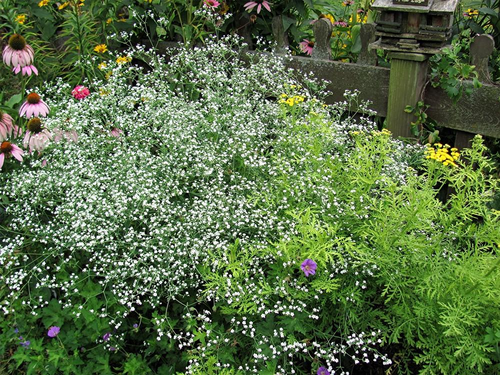 Flowering Spurge (Euphorbia corollata) in the Euphorbias Database ...