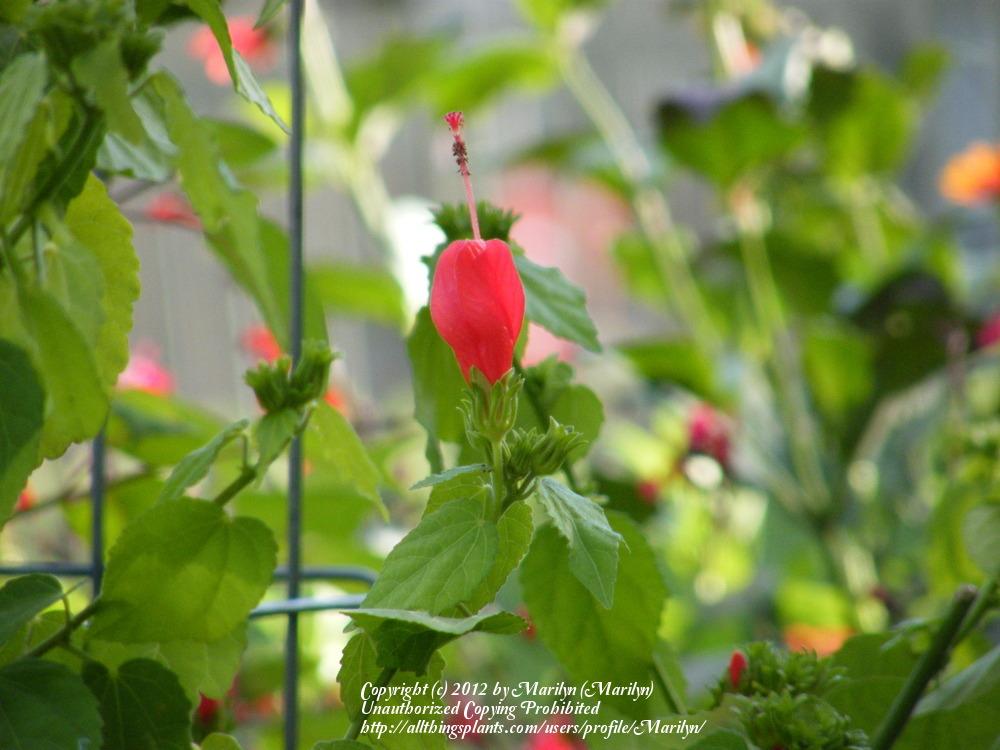Photo of the bloom of Turk's Cap (Malvaviscus arboreus var. drummondii 'Big Momma') posted by ...