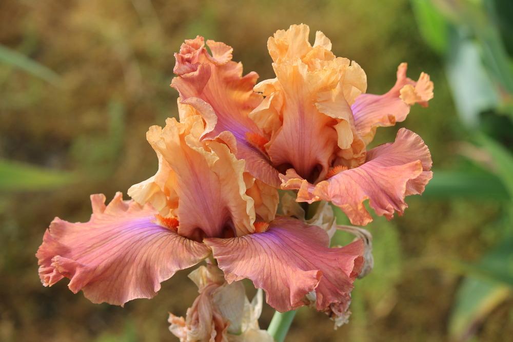 Photo of the bloom of Tall Bearded Iris (Iris 'Candy Colours') posted ...