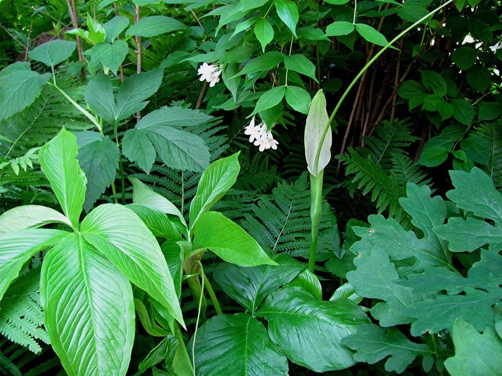 Pinellias: Plant Care and Collection of Varieties - Garden.org