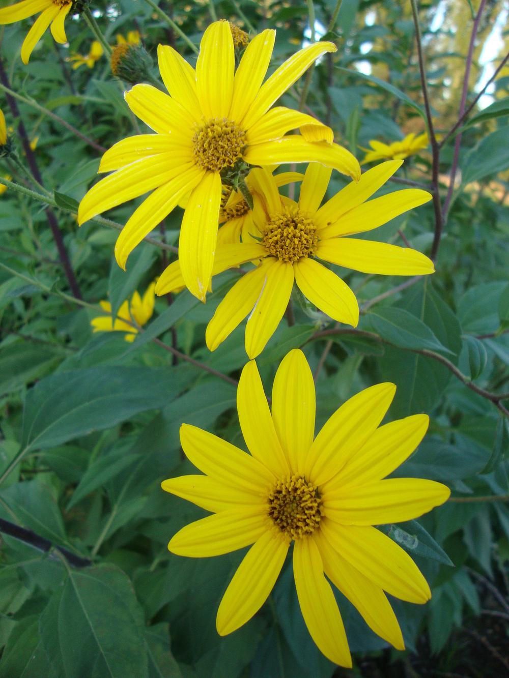 Photo of the bloom of Sunroots (Helianthus tuberosus) posted by ...