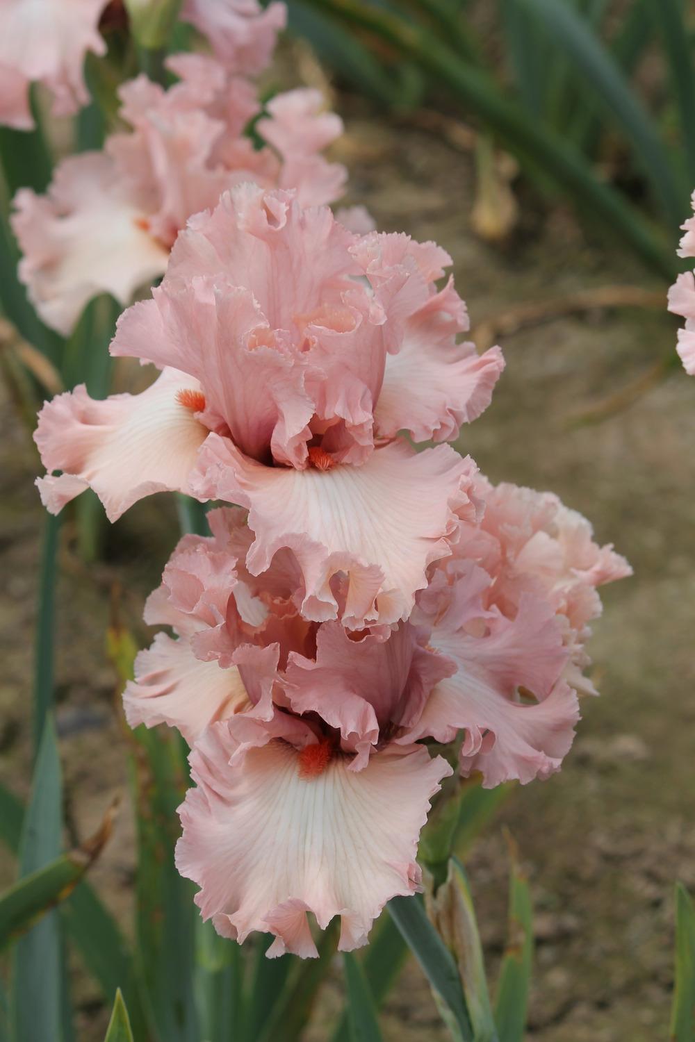 Photo of the bloom of Tall Bearded Iris (Iris 'Hollywood Star') posted ...