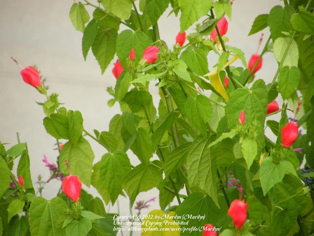 Photo of the bloom of Turk's Cap (Malvaviscus arboreus var. drummondii 'Big Momma') posted by ...