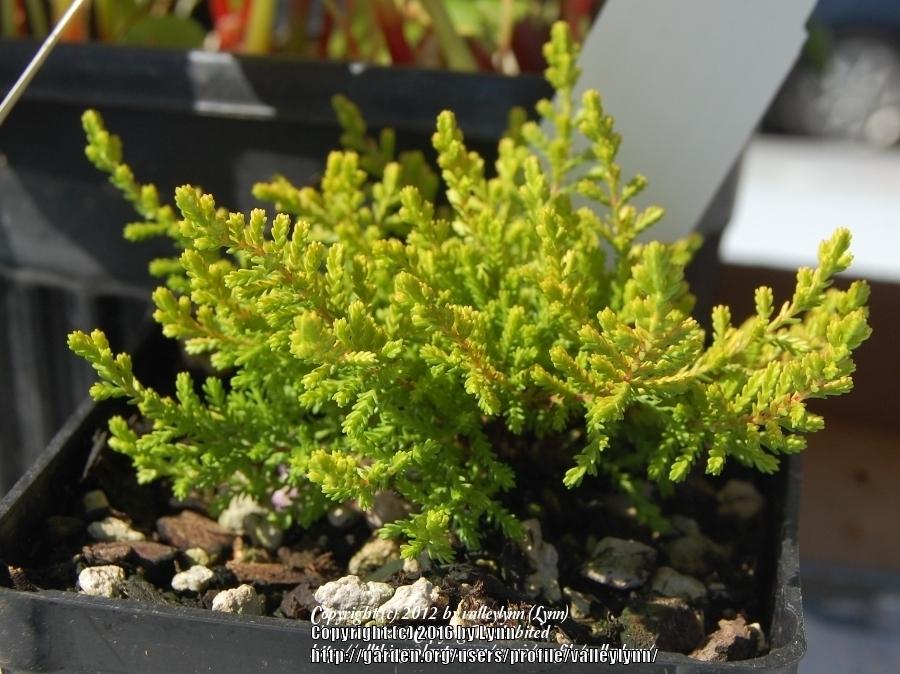 Scotch Heather (Calluna vulgaris 'Fraser's Old Gold') - Garden.org