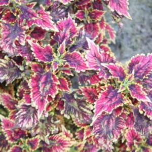 Coleus (Coleus scutellarioides 'Solar Flare') in the Coleus Database ...