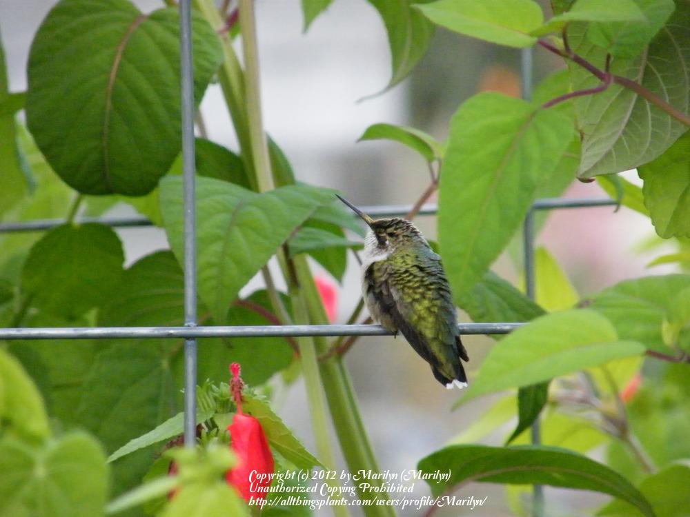 Photo of the leaves of Turk's Cap (Malvaviscus arboreus var. drummondii 'Big Momma') posted by ...