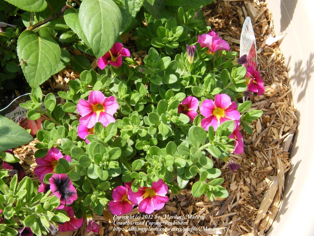 Photo of the entire plant of Million Bells (Calibrachoa Superbells ...