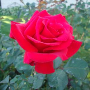 Rose (Rosa 'Let Freedom Ring') in the Roses Database - Garden.org