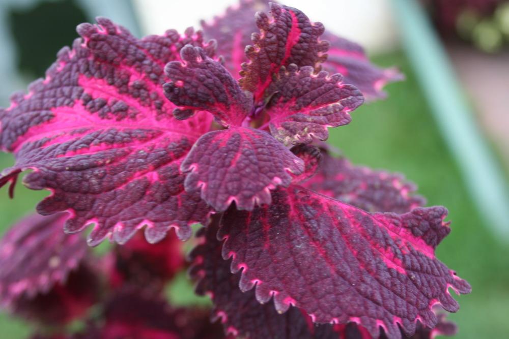 Photo of the leaves of Coleus (Coleus scutellarioides 'Flamingo ...