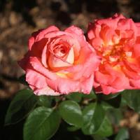 Photo of the bloom of Rose (Rosa 'Octoberfest') posted by clcroses ...