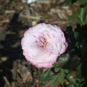 Photo of the bloom of Rose (Rosa 'Nicole Carol Miller') posted by Calif ...