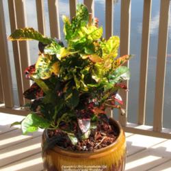 Croton (Codiaeum variegatum 'Magnificent') in the Crotons Database ...