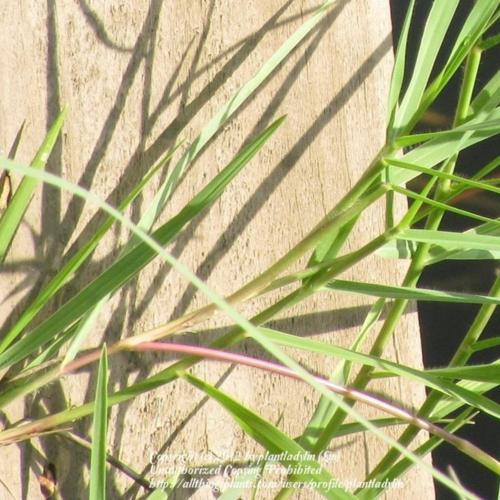 Torpedo Grass (Panicum repens) - Garden.org